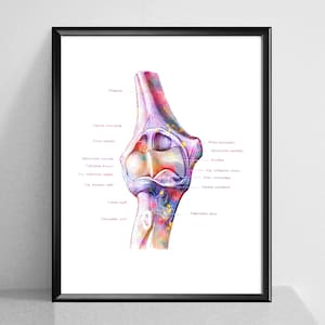 Shoulder Human Anatomy Posters Elbow Joint Art Scapula Bone Print ...
