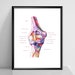 Shoulder Human Anatomy Posters Elbow Joint Art Scapula Bone - Etsy