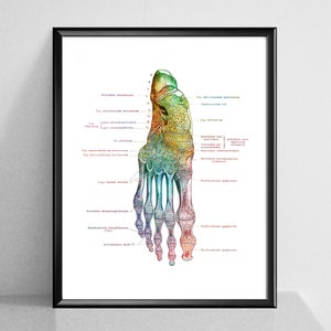 Podiatrist Office Decor, Foot Anatomy Print, Watercolor Medical Art ...