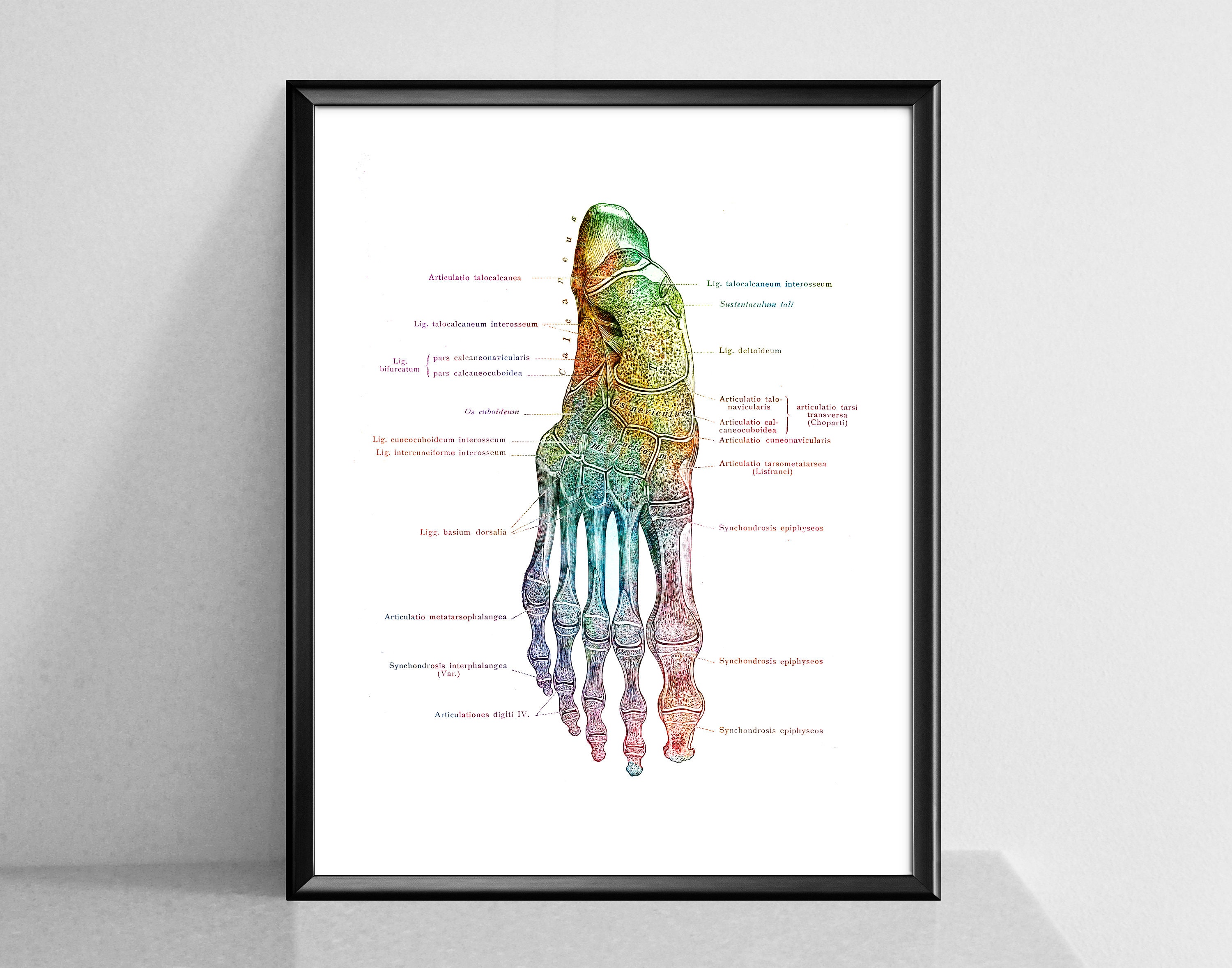 Podiatrist Office Decor, Foot Anatomy Print, Watercolor Medical Art ...