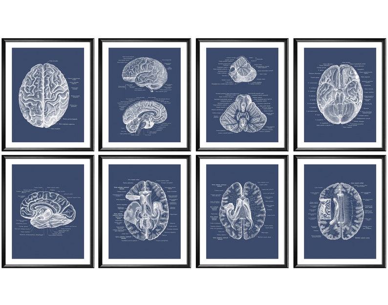 8 Human Brain Anatomy Labeled Posters Neurophysiology Art Brain Science ...