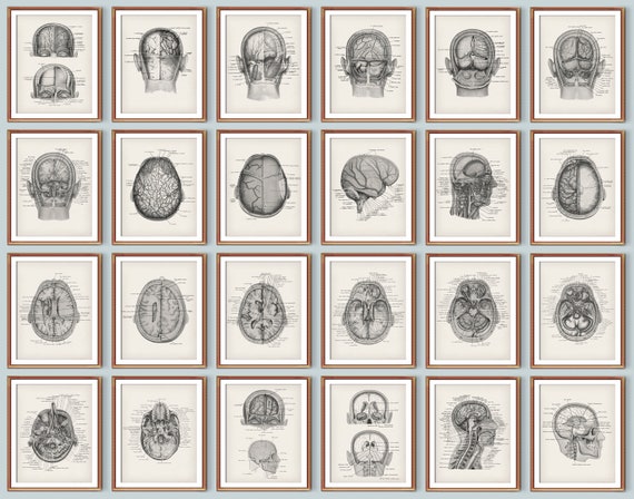 Diagrama De Cabeza Humana Dibujo Humano De La Anatomía Cabeza Del