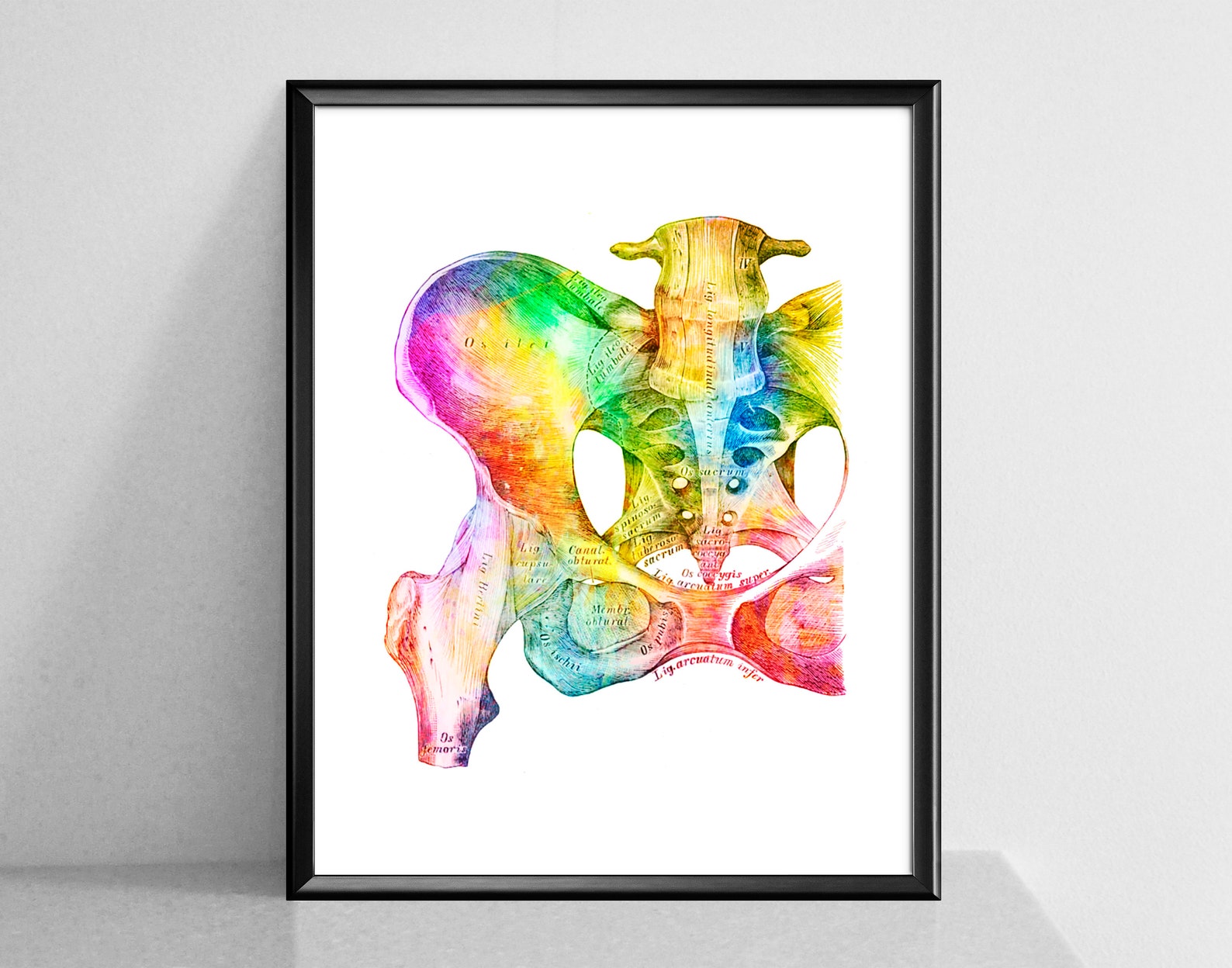 Watercolor Pelvis Art, Skeletal Bones Art, Anatomy Art, Medical Poster ...