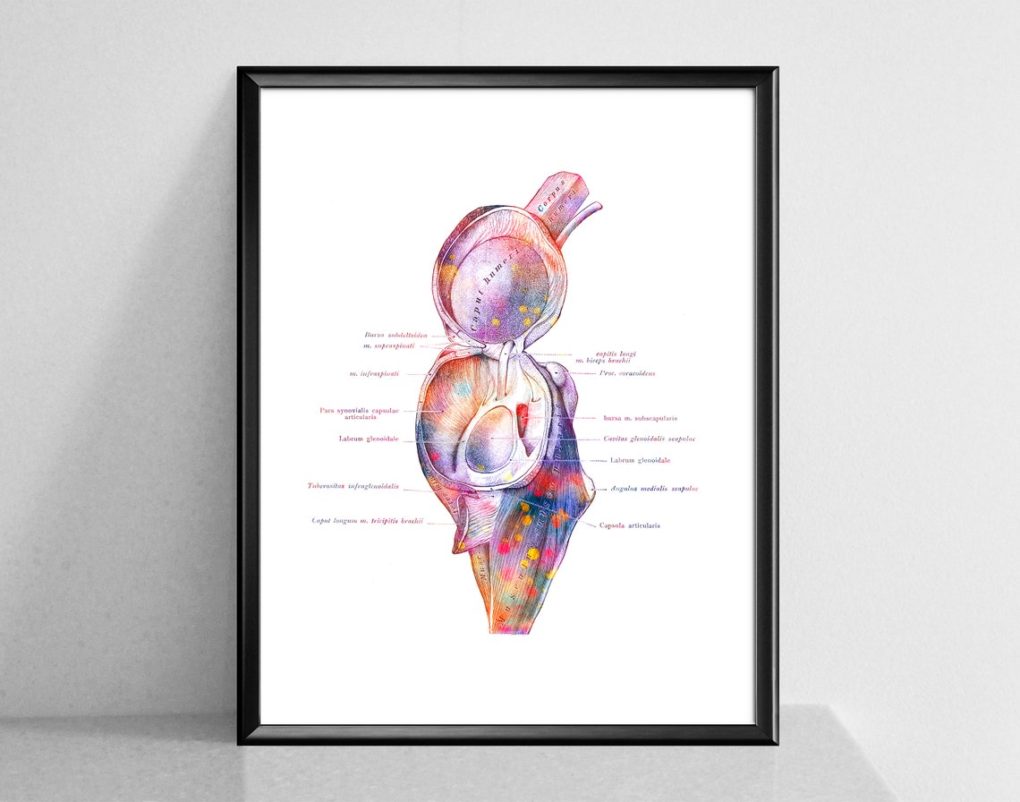 Shoulder Human Anatomy Posters Elbow Joint Art Scapula Bone Print ...