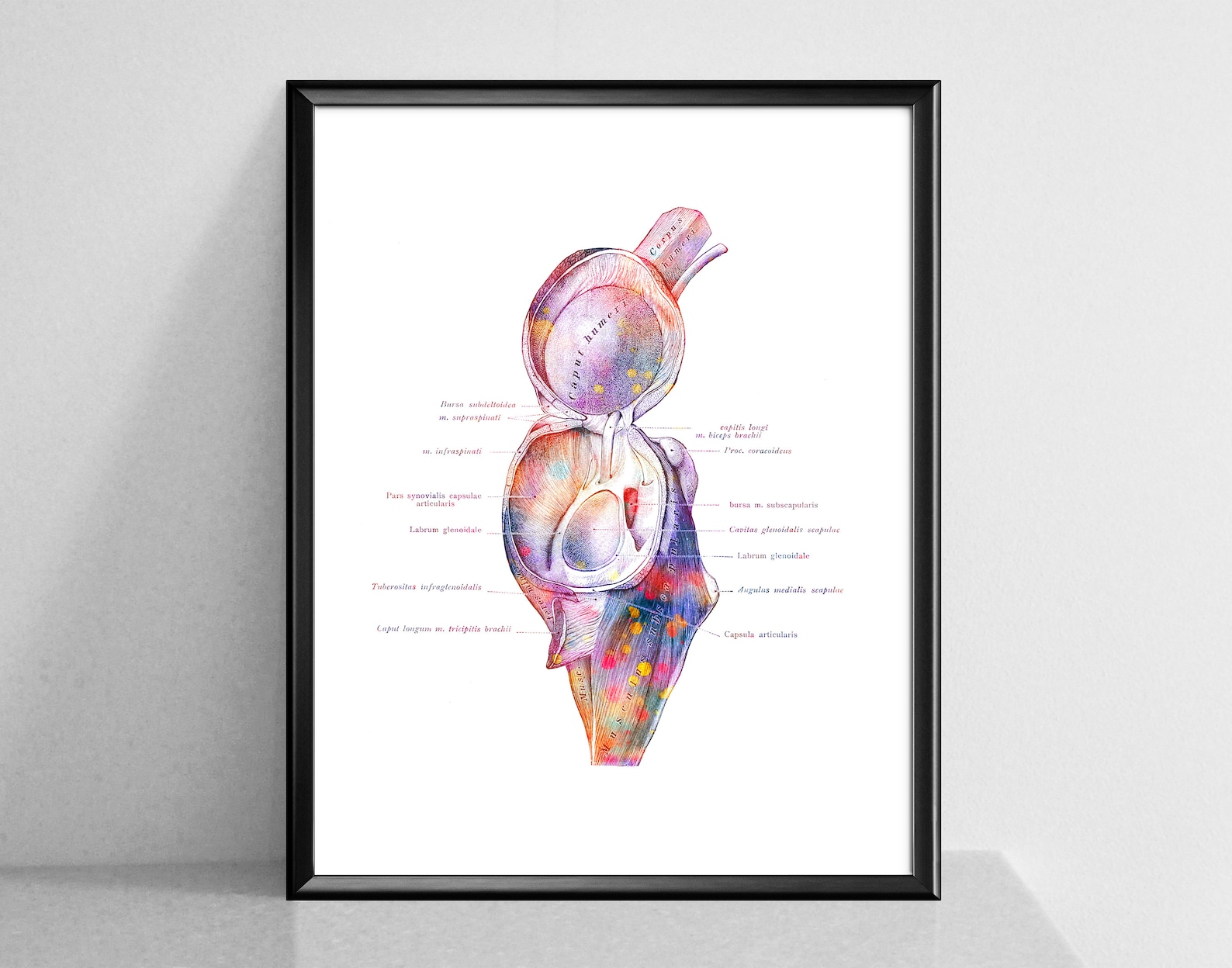 Shoulder Human Anatomy Posters Elbow Joint Art Scapula Bone - Etsy
