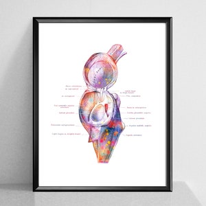 Shoulder Human Anatomy Posters Elbow Joint Art Scapula Bone Print ...