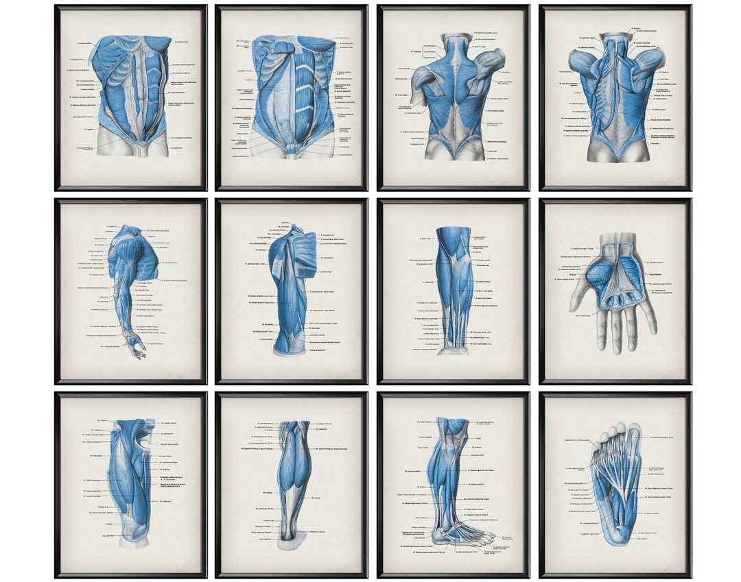 12 Labeled Anatomy Posters Muscular System Print Medical Art - Etsy