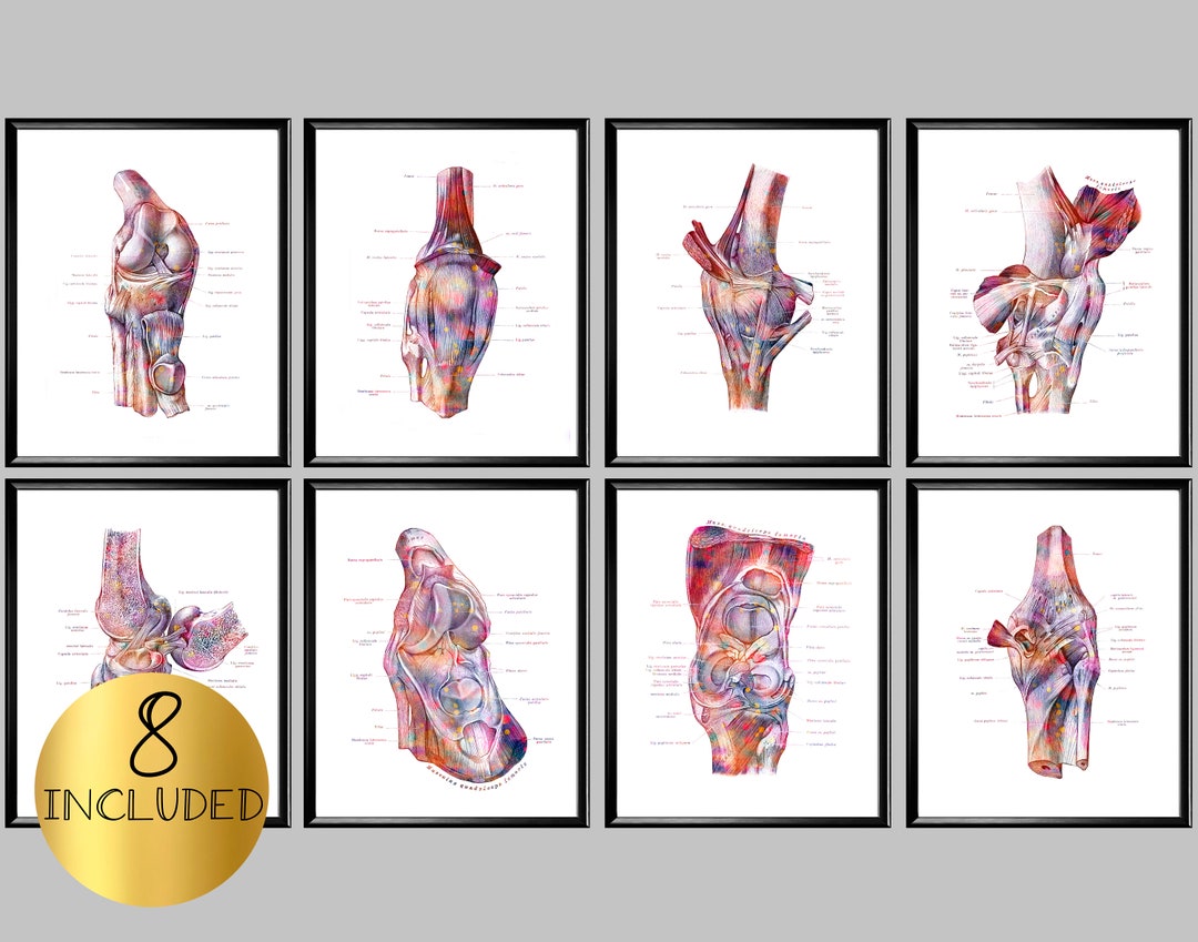 8 Anatomical Knee Posters Knee Joint Anatomy Art Foot Tendons and ...
