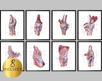 Meniscus of the Human Knee Printable Download Human - Etsy