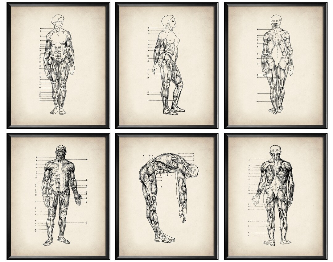 6 Human Physiology Posters Anatomy Art Muscular System Diagram ...