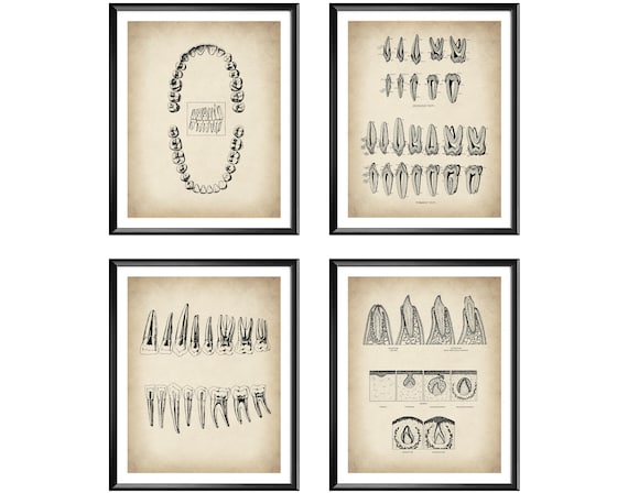 4 Vintage Dental Anatomy Posters Tooth Anatomy Art Tooth - Etsy Australia