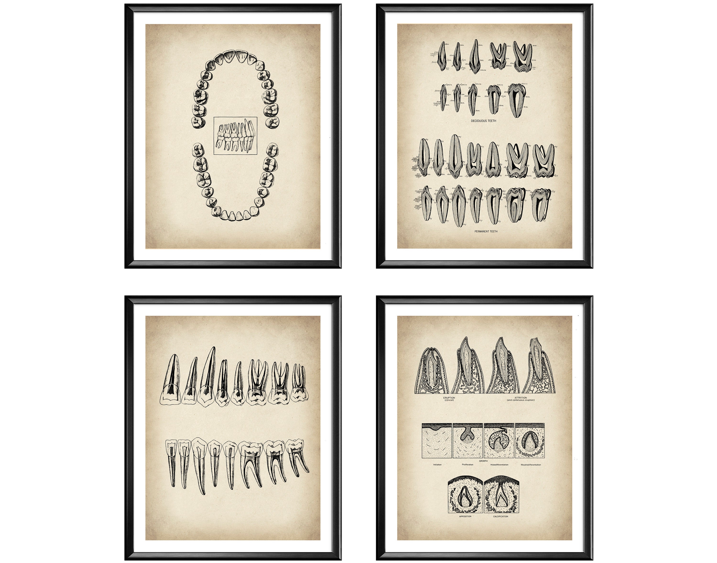Vintage Teeth Anatomy