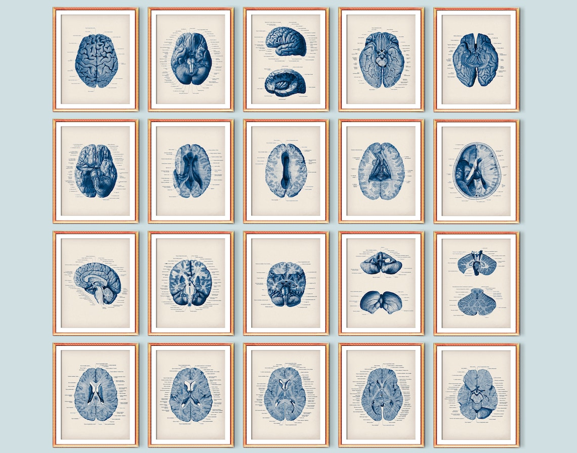 20 Neuroanatomy Posters Brain Anatomy Art Vintage Medical | Etsy