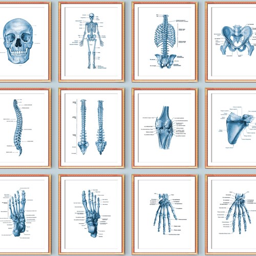Human Muscular System Anatomy Poster Set of 12 Muscles - Etsy