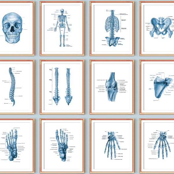 Skeletal Anatomy Chart Poster - Etsy