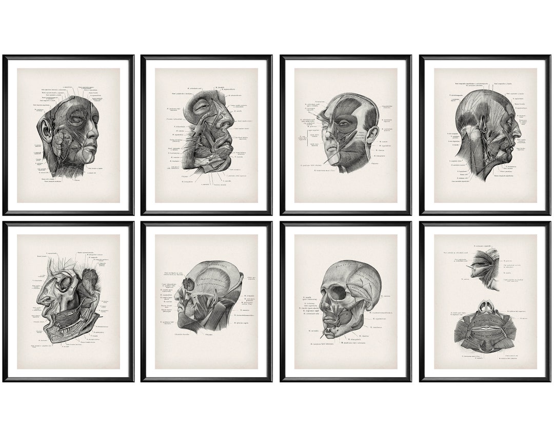 8 Face Anatomy Posters Facial Esthetics Art Medical Art Human - Etsy