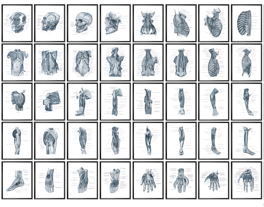 Set 40 Musculoskeletal Anatomy Posters Muscles Diagram Muscular System ...