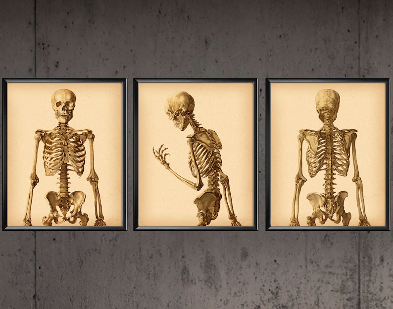 3 Skeleton Anatomy Vintage Poster Medical Decor Clinic Wall - Etsy