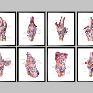 8 Anatomical Knee Posters Knee Joint Anatomy Art Foot Tendons and ...