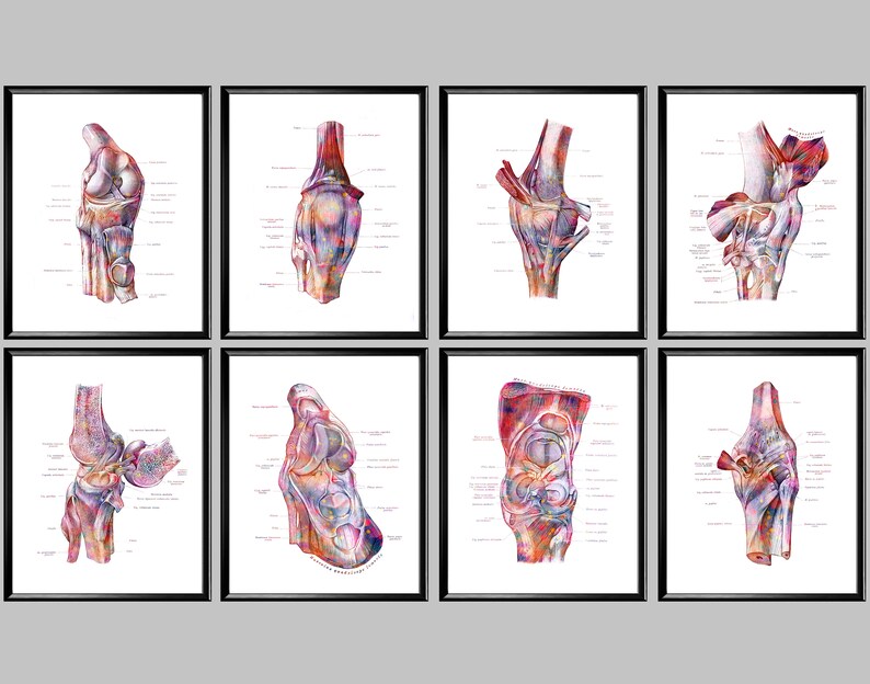 8 Anatomical Knee Posters Knee Joint Anatomy Art Foot Tendons - Etsy