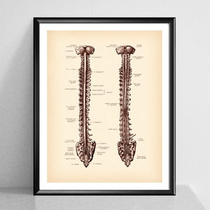 Vintage Neurology Art, Spinal Cord Poster, Anatomy Art, Medical Art ...