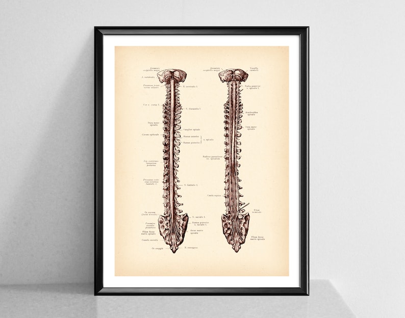 Vintage Neurology Art Spinal Cord Poster Anatomy Art - Etsy