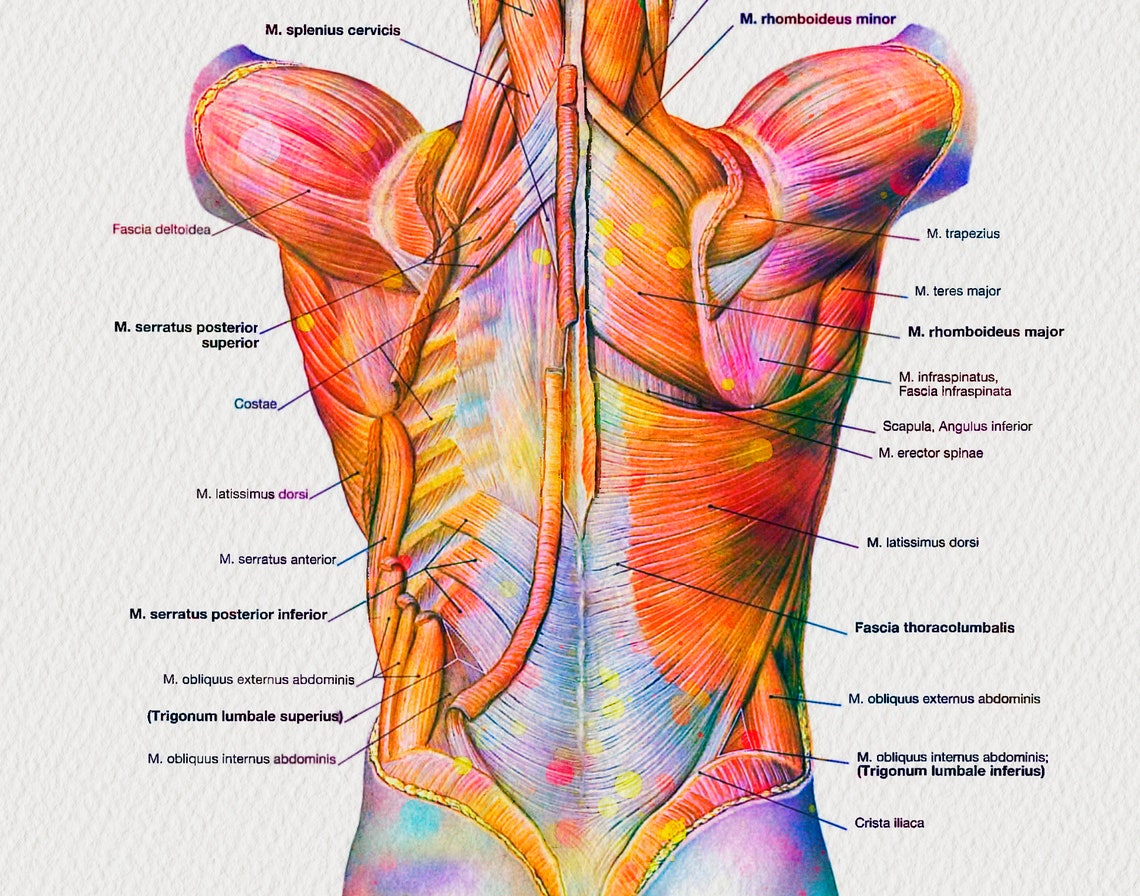 12 Human Muscular System Diagram Watercolor Anatomical Art Major ...