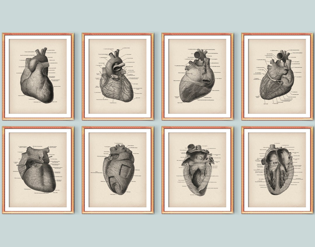8 Vintage Heart Anatomy Art, Cardiology Artwork, Medical Painting ...