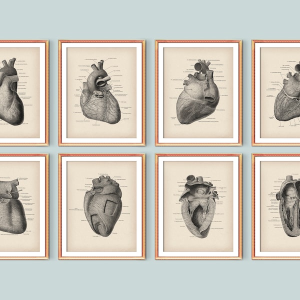 Vintage Heart Anatomy Art - Etsy