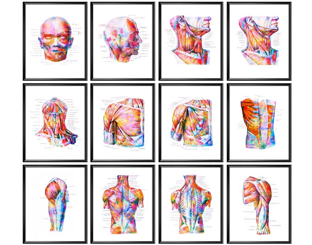 Anatomical Muscles Poster Set 12, Facial Muscles Structure, Neck ...