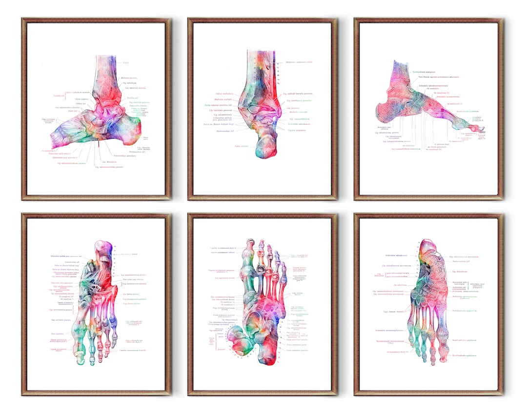 Set 6 Foot Anatomy Posters, Skeletal System Diagram, Podiatry Art ...