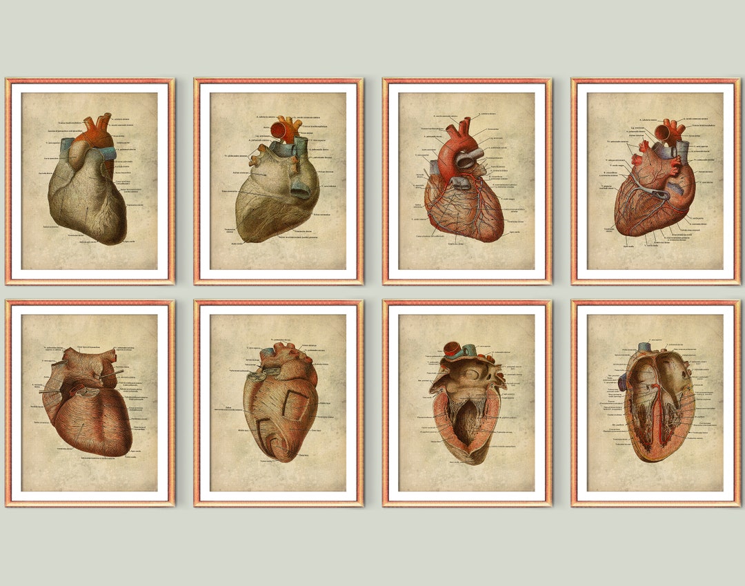 8 Cardiology Art Posters Human Heart Structure Vintage Art Medical ...
