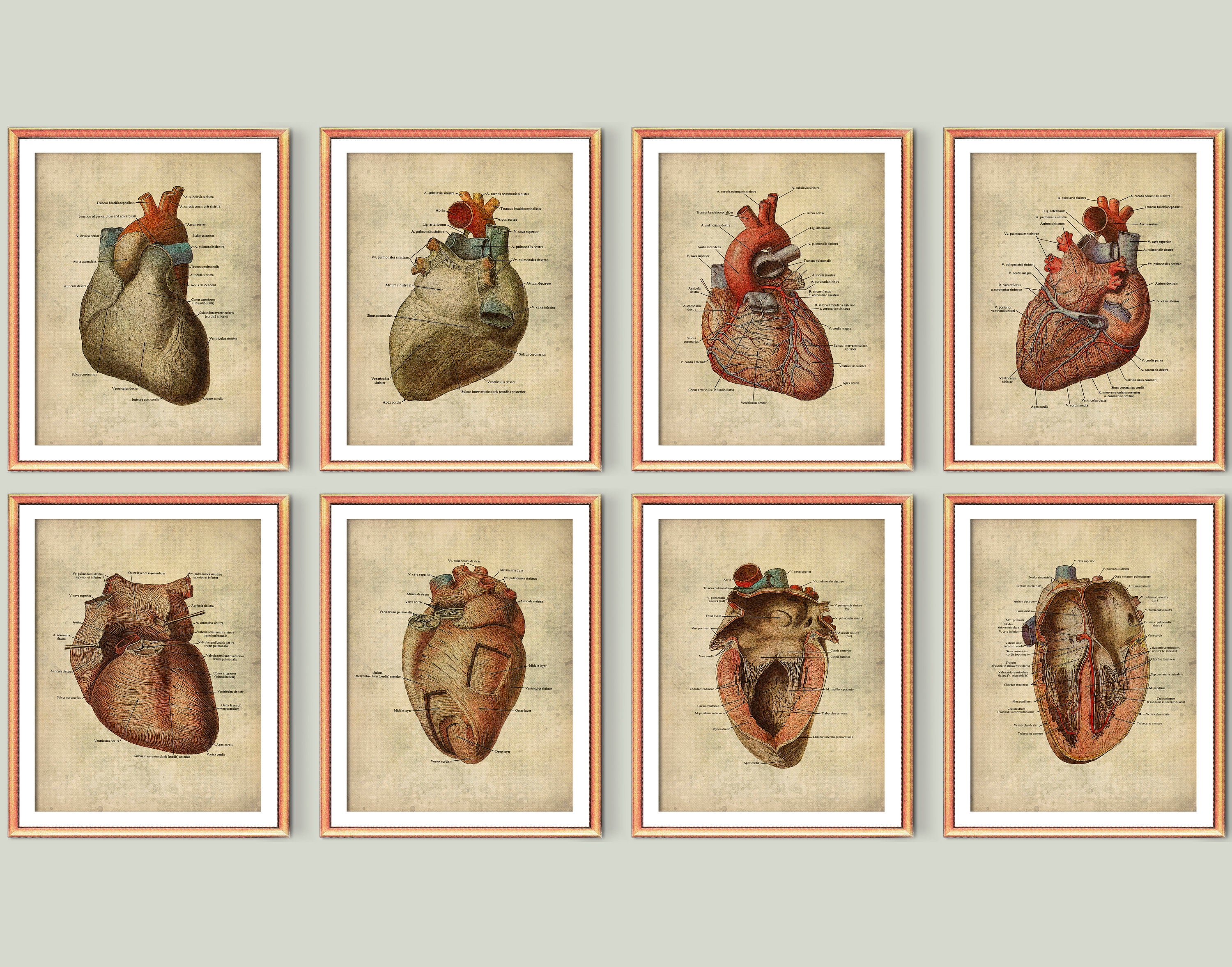 8 Cardiology Art Posters Human Heart Structure Vintage Art | Etsy