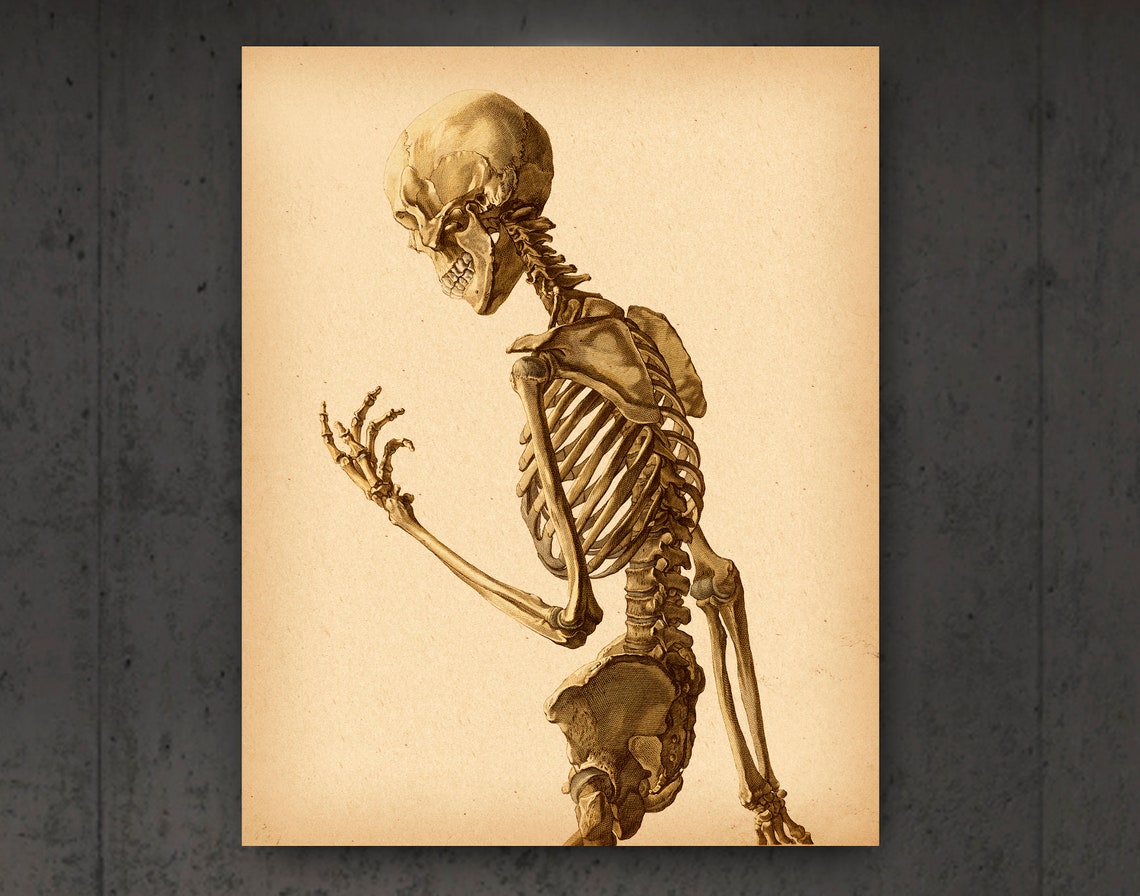3 Skeleton Anatomy Vintage Poster Medical Decor Clinic Wall - Etsy
