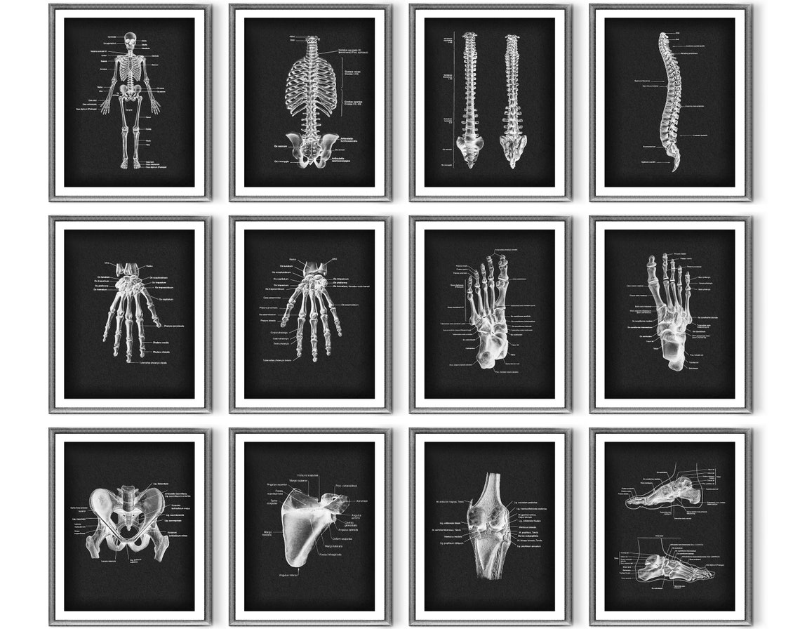 12 Orthopaedic Anatomy Posters Skeletal System Art Human - Etsy