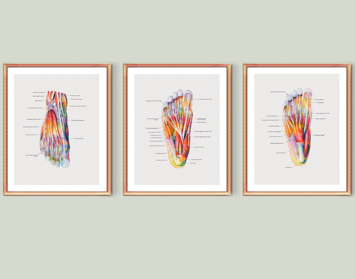 Foot Muscles Art Posters Podiatric Anatomy Art Foot Muscles - Etsy