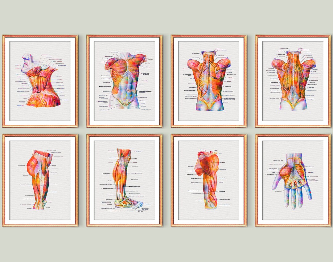 Set 8 Muscular System Human Anatomy Poster Medical Education Art Doctor ...