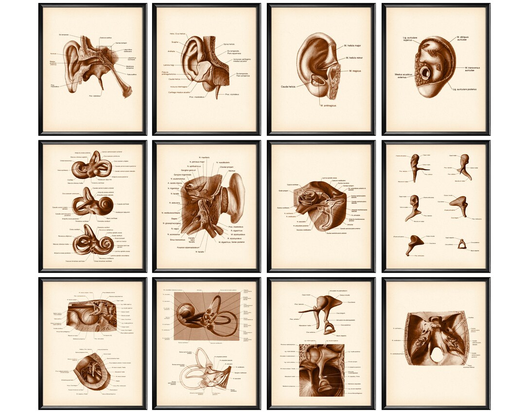 12 Vintage Hearing System Posters Auditory System Art Ear Anatomy Art ...