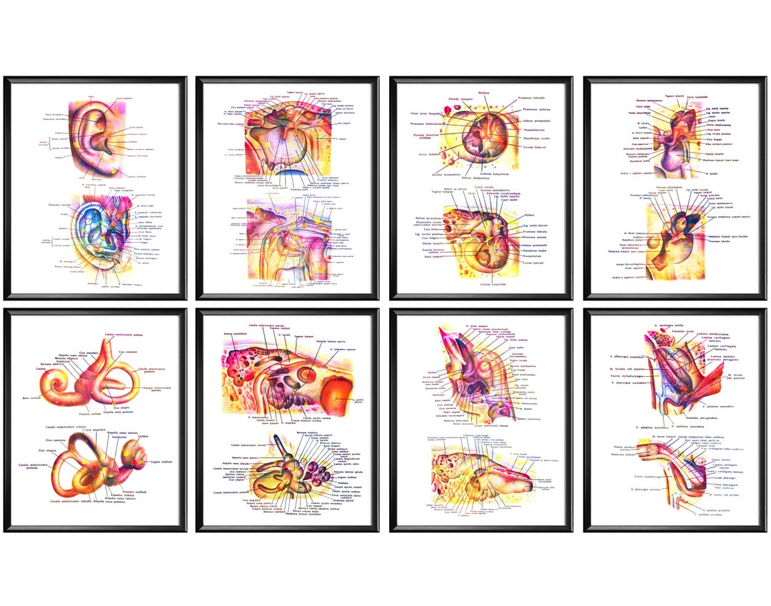 8 Anatomical Ear Diagram Human Ear Anatomy Inner Structure Posters ...