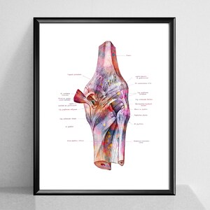 8 Anatomical Knee Posters Knee Joint Anatomy Art Foot Tendons and ...