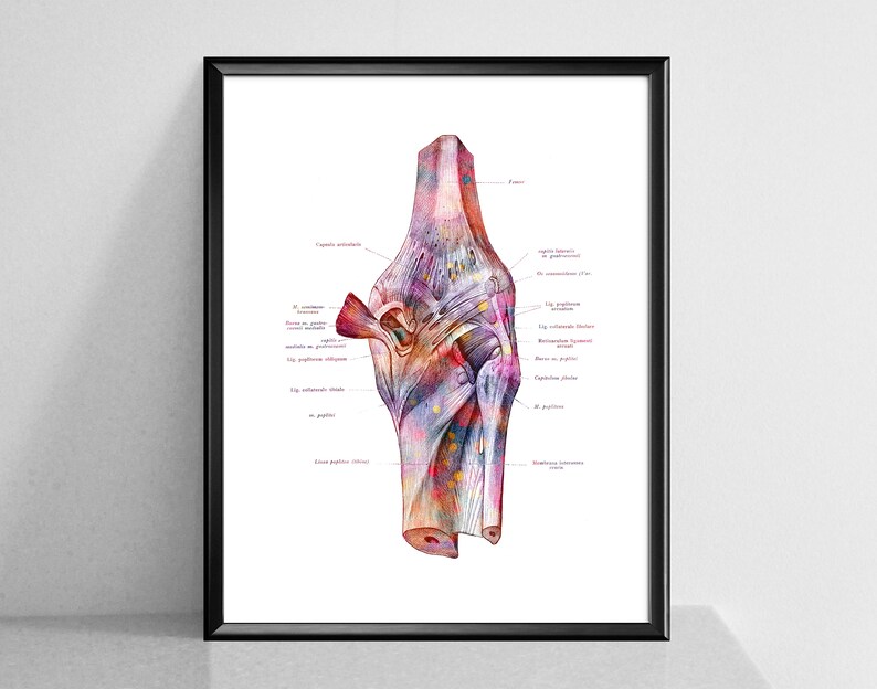 8 Anatomical Knee Posters Knee Joint Anatomy Art Foot Tendons - Etsy