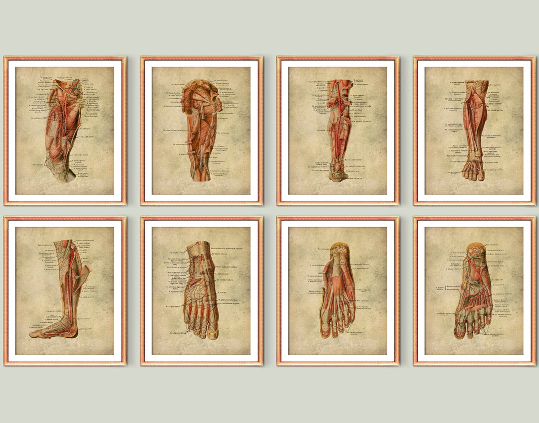Anatomical Leg and Foot Labeled Vintage Poster Medical Art Muscle ...