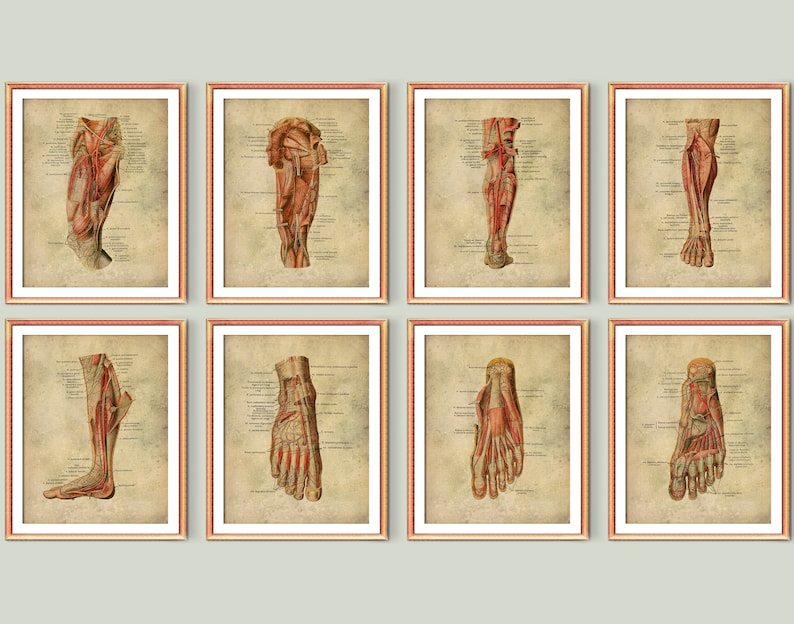 Anatomical Leg and Foot Labeled Vintage Poster Medical Art - Etsy