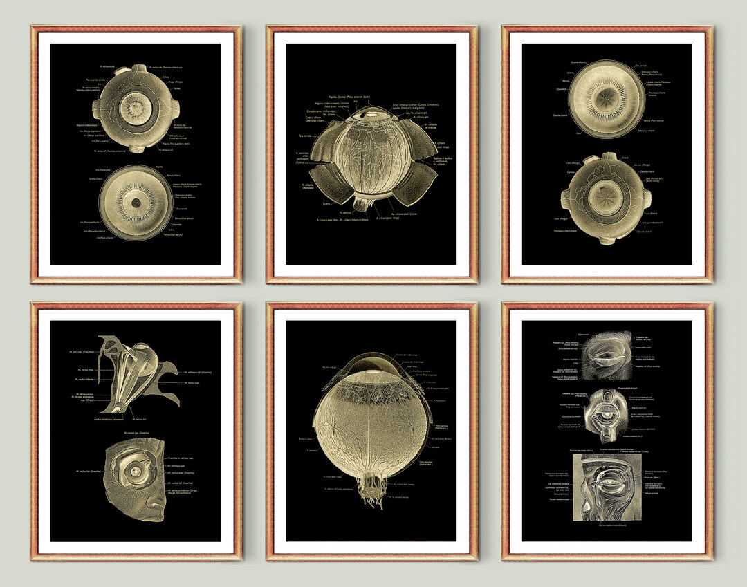 6 Human Eye Anatomy Art Posters Ophthalmology Art Eye Pupil Structure ...