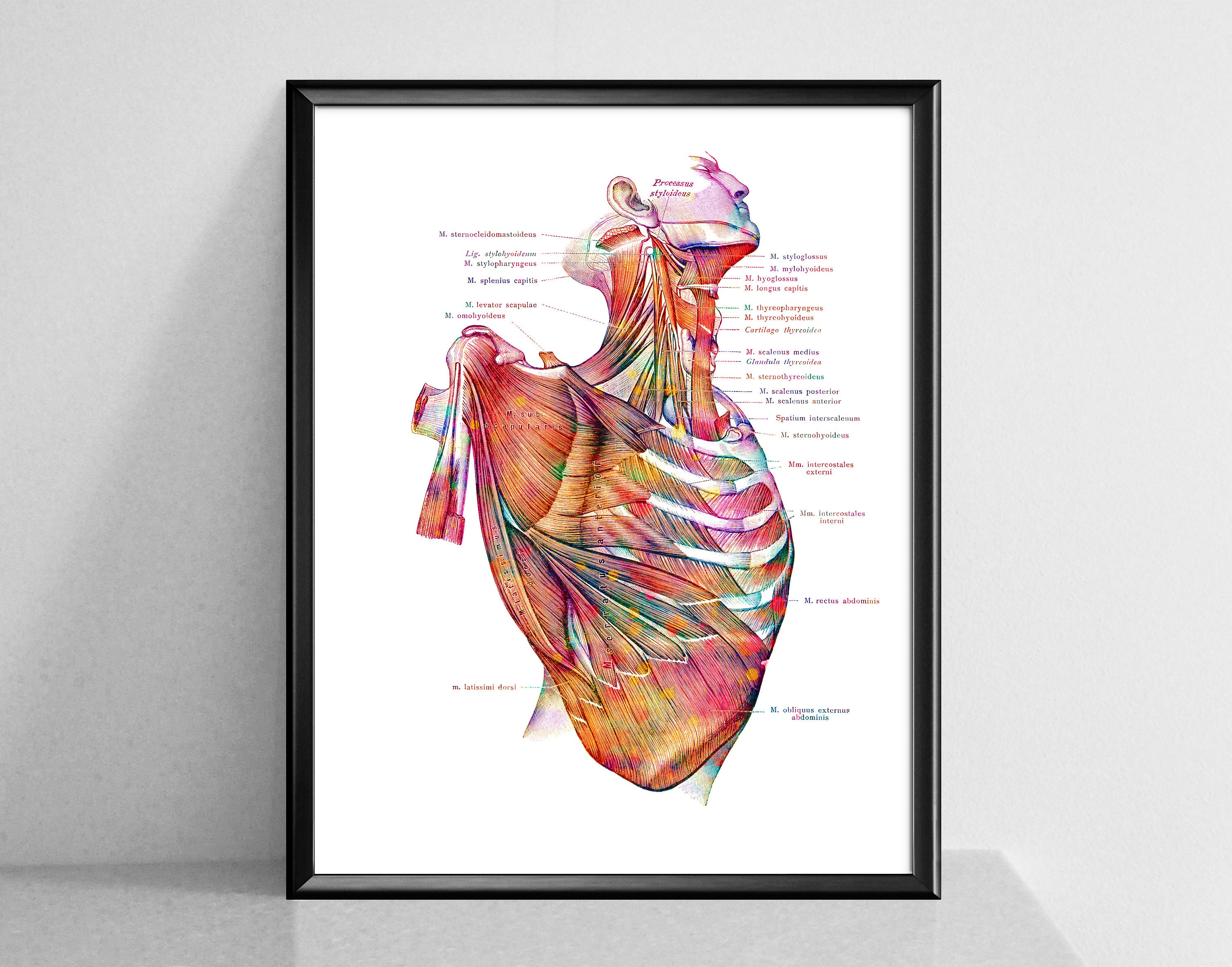 Torso Muscles Anatomy Poster Thorax and Muscles Art Rib Cage - Etsy