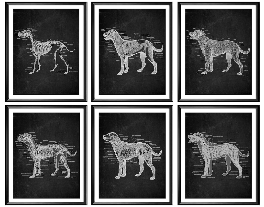 6 Dog Anatomy Posters Canine Physiology Art Animal Art Mammals Anatomy ...