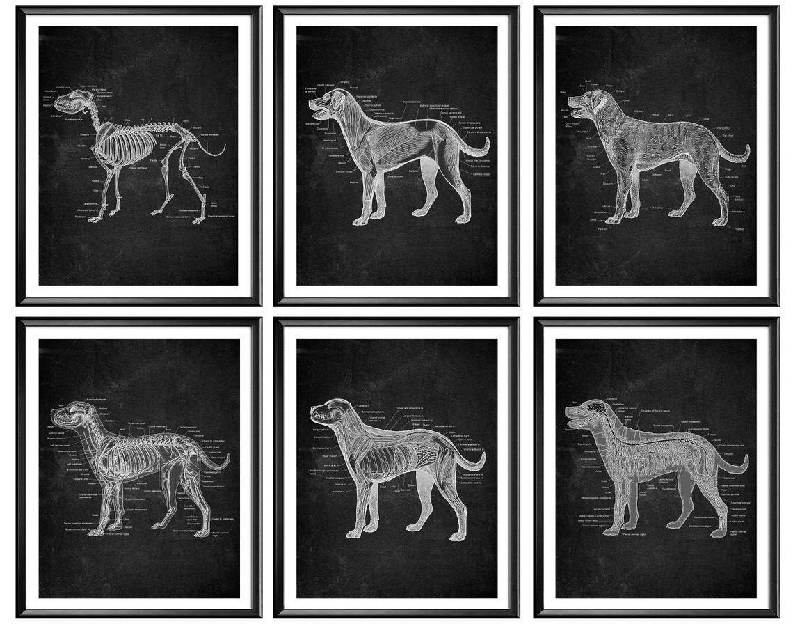 6 Dog Anatomy Posters Canine Physiology Art Animal Art Mammals - Etsy