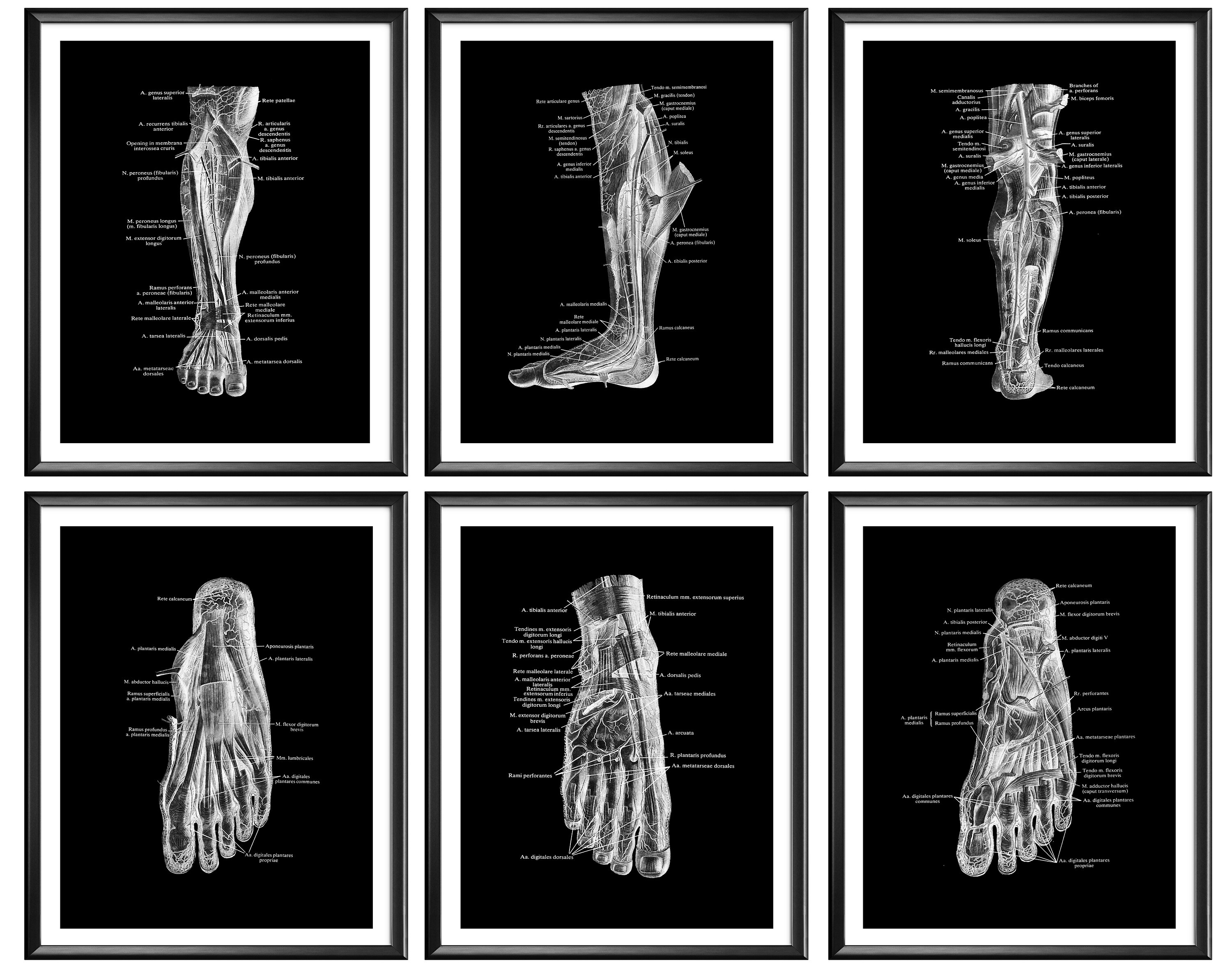 Anatomical Foot Structure Poster Set Musculoskeletal System | Etsy