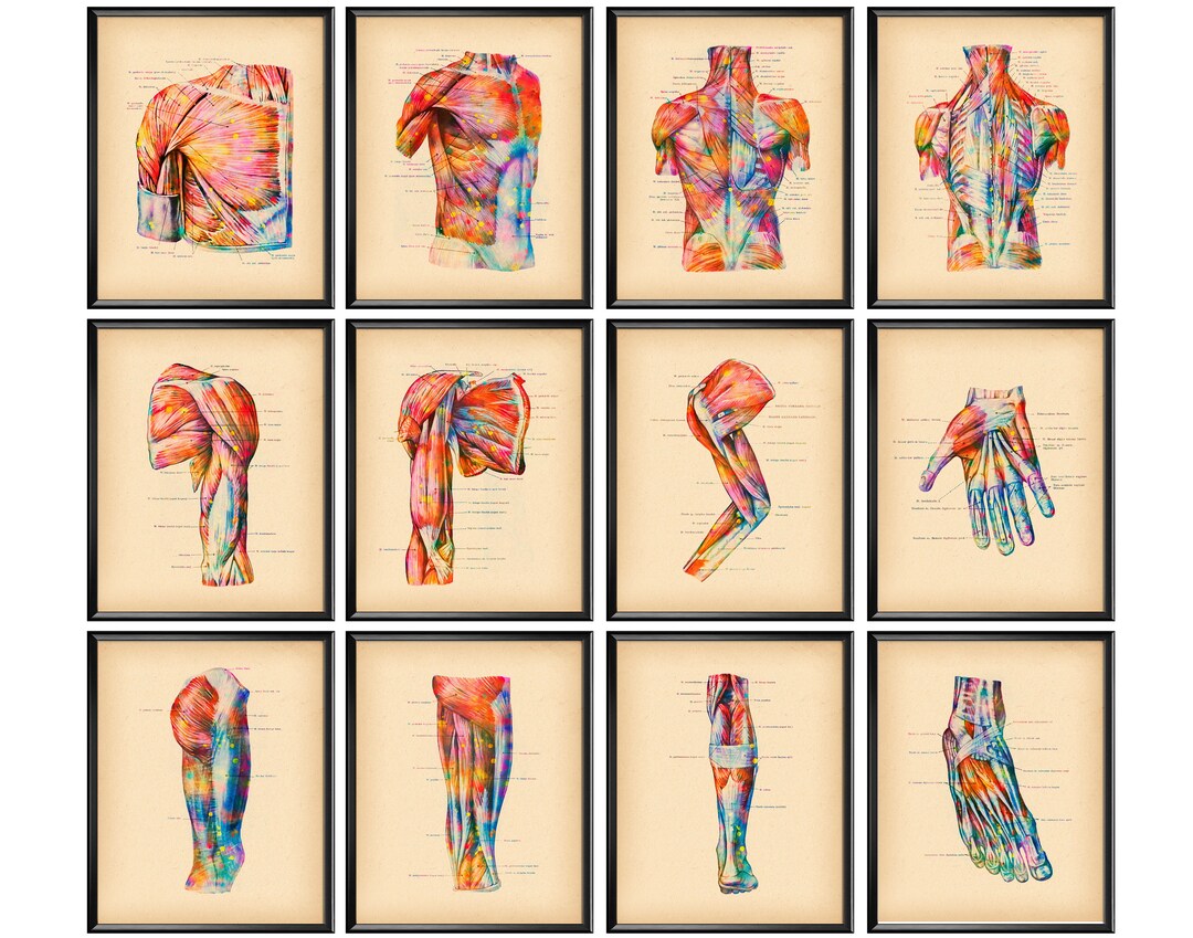 12 Watercolor Anatomy Poster Muscular System Structure Medical Artwork ...