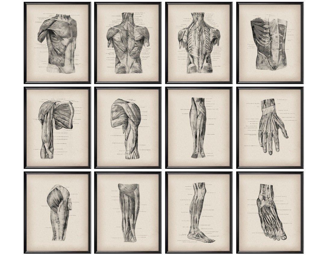 12 Anatomical Print Vintage Anatomy Poster Muscular System Structure ...